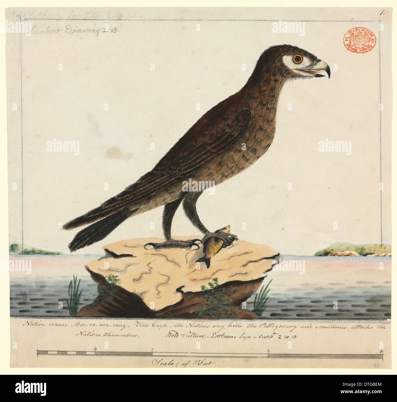 Aquila hi-res stock photography and images - Alamy