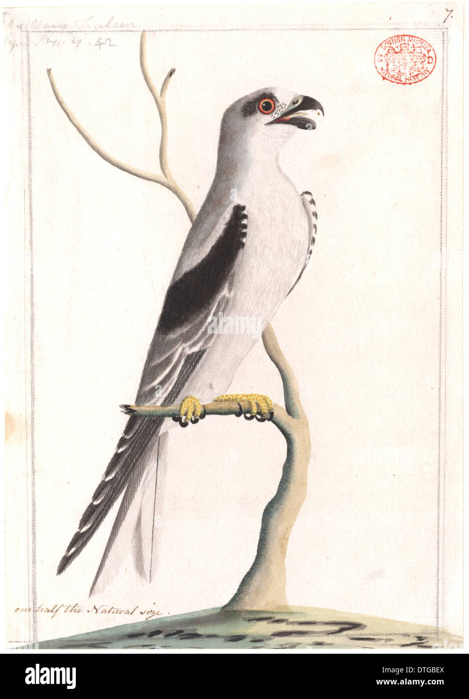 Black shouldered elanus hi-res stock photography and images - Alamy