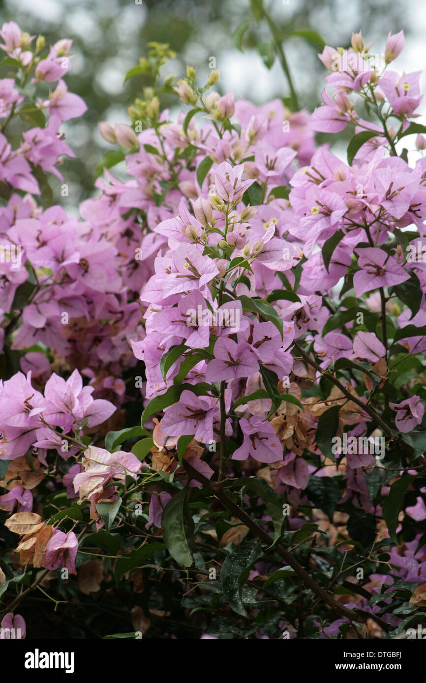 Flowers blooming on trees in Cotacachi, Ecuador Stock Photo - Alamy