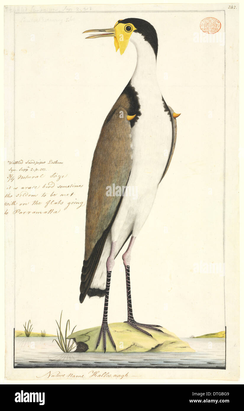 Dicotyledon anatomy hi-res stock photography and images - Alamy