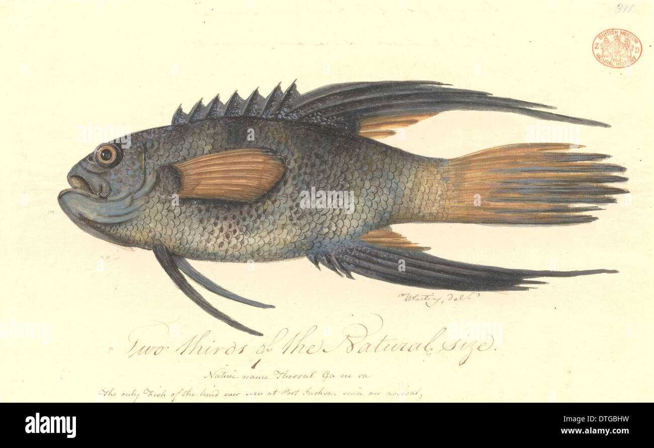 Bleekers blue devil fish hi-res stock photography and images - Alamy