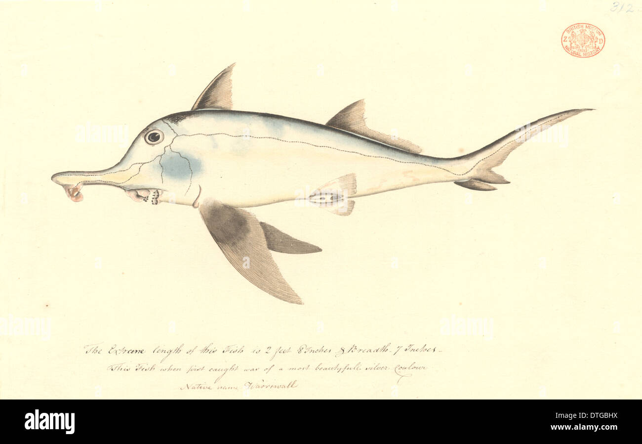 Callorhinchus hi-res stock photography and images - Alamy