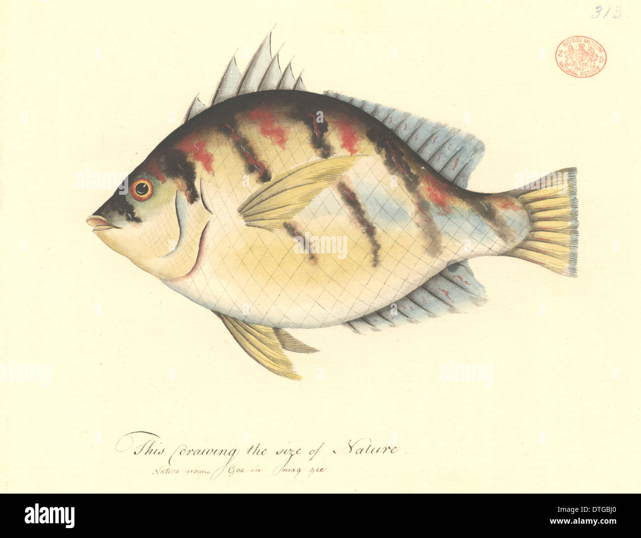 Enoplosus armatus, old wife Stock Photo - Alamy