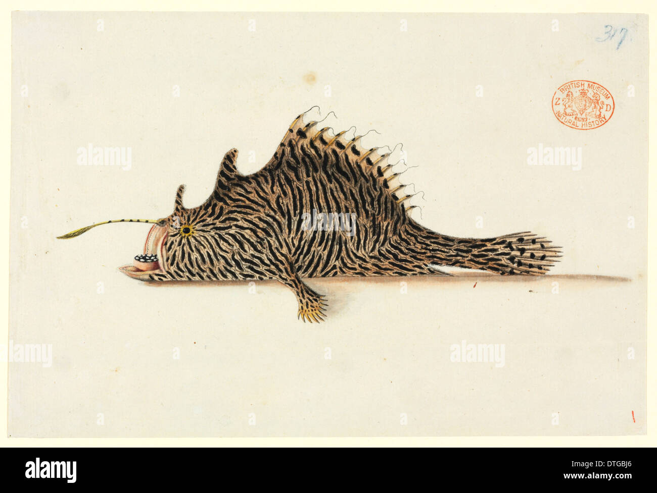 Antennarius striatus, striped anglerfish Stock Photo - Alamy
