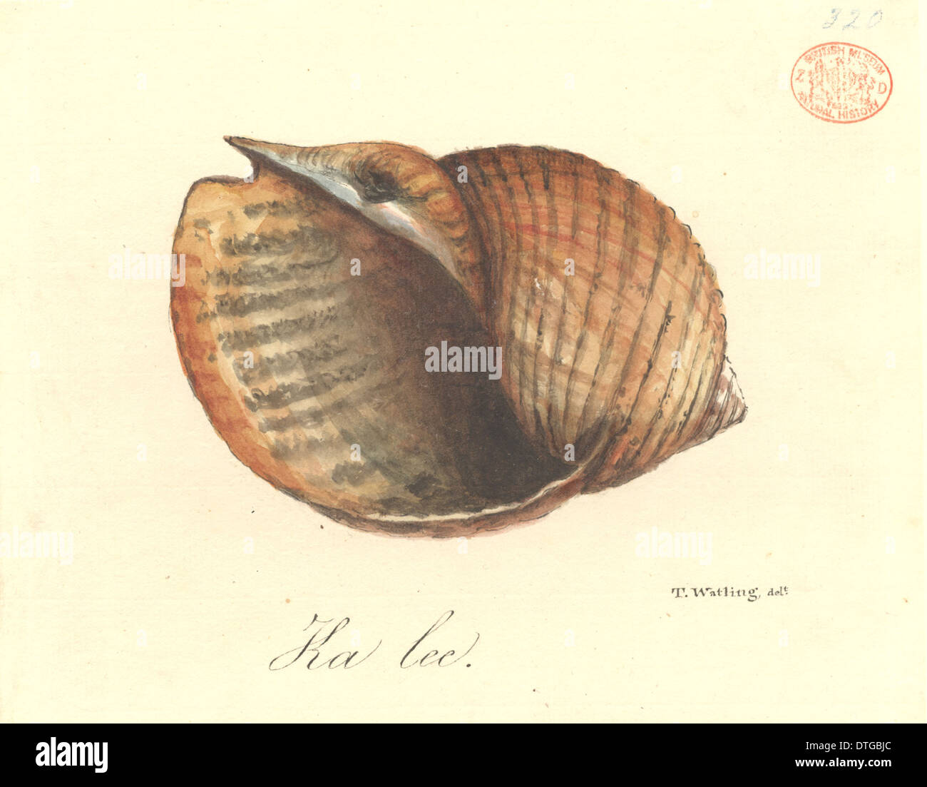 Tonna cerevisina, tun shell Stock Photo - Alamy