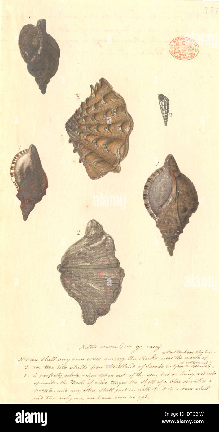 Four different molluscs Stock Photo - Alamy