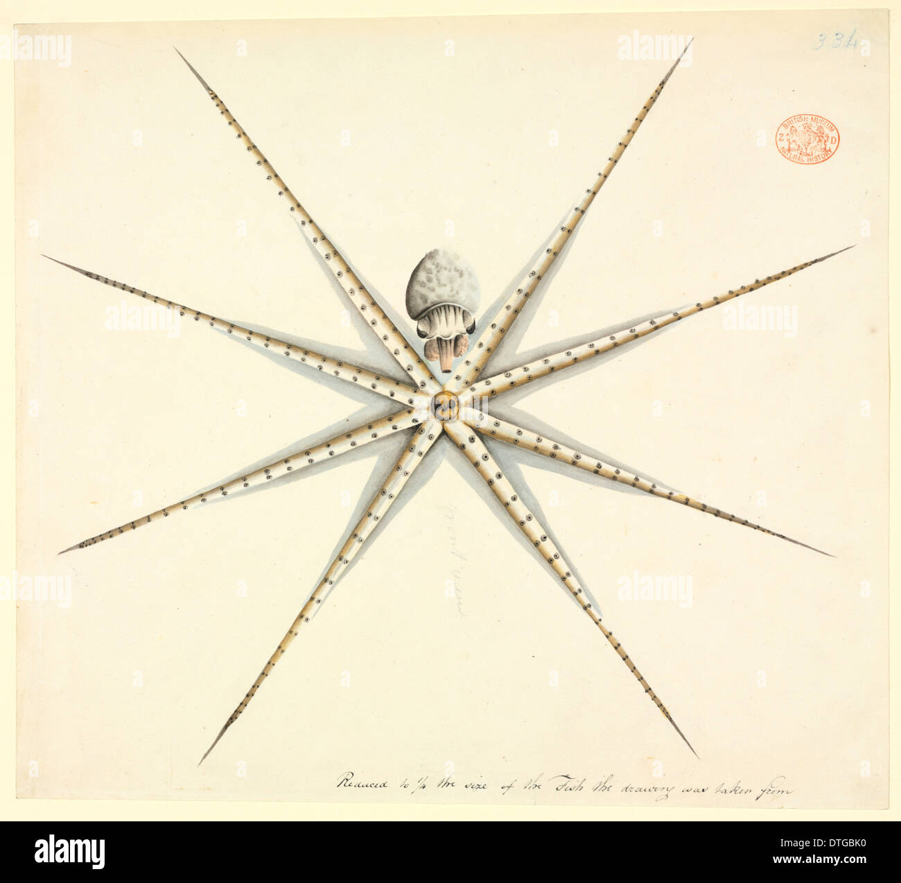 Octopus anatomy hi-res stock photography and images - Alamy