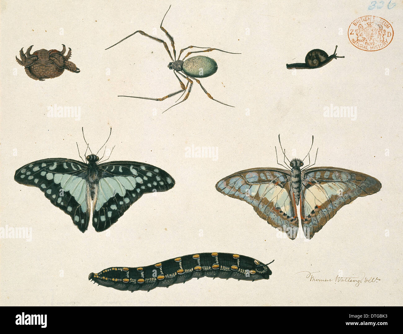 Crab insects hi-res stock photography and images - Alamy