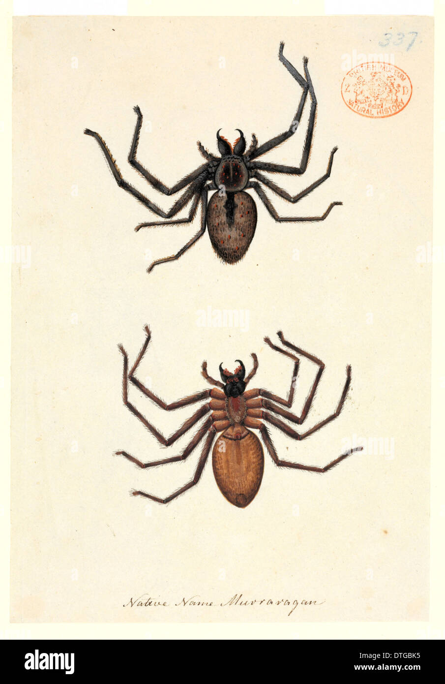 Spider drawing hi-res stock photography and images - Alamy