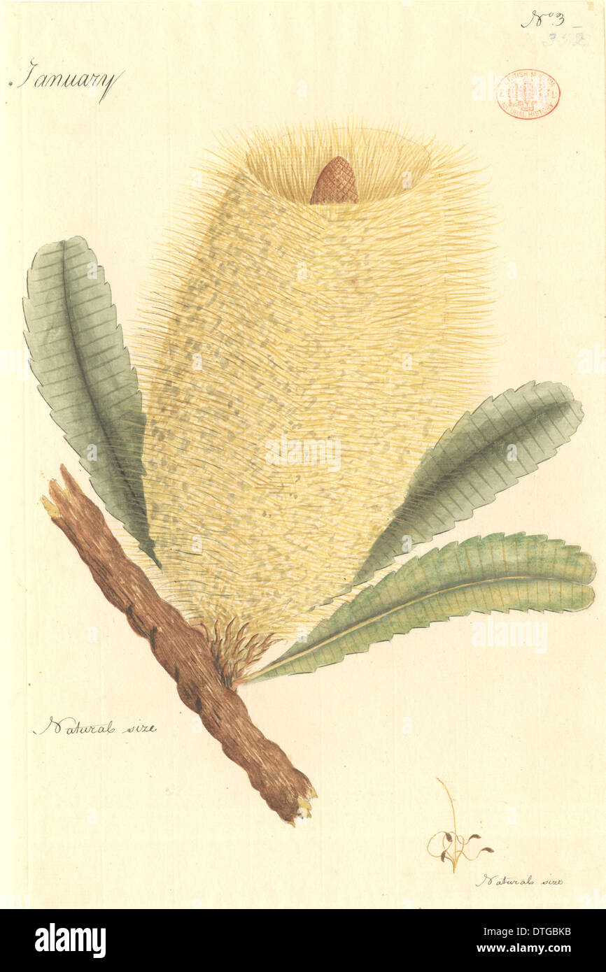 Banksia sp hi-res stock photography and images - Alamy