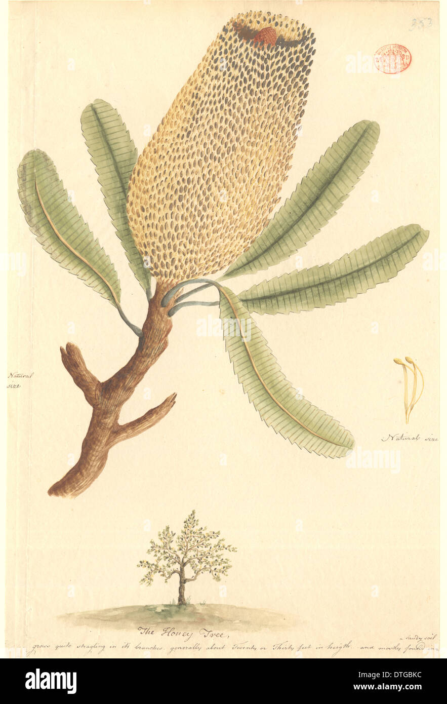 Old man banksia tree hi-res stock photography and images - Alamy