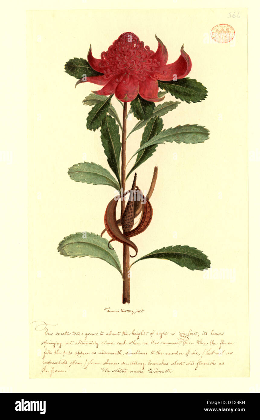 Waratah drawing hi-res stock photography and images - Alamy