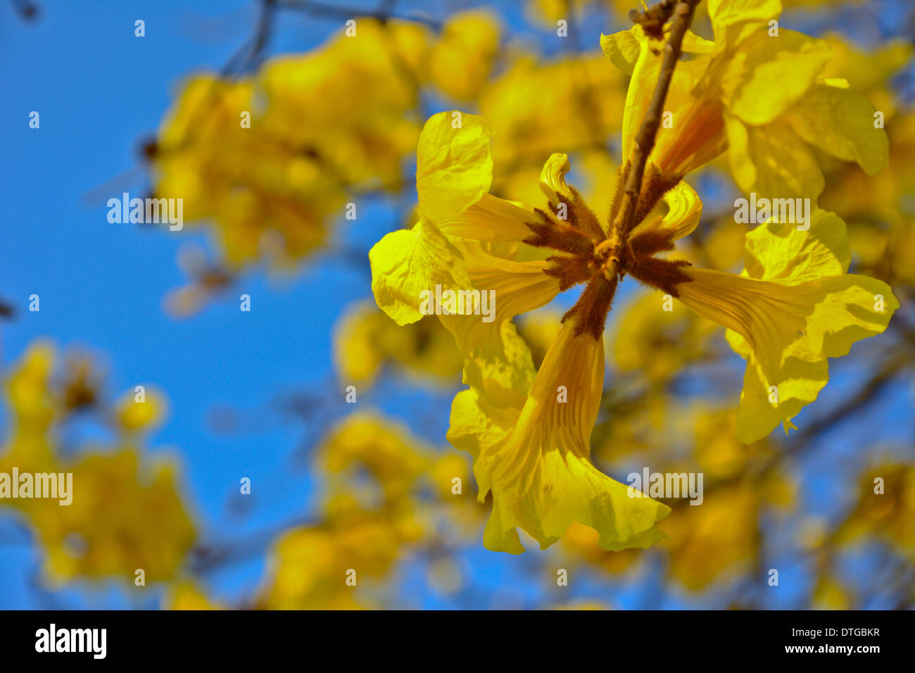 close-up golden tree flower (yellow pui) and blue sky in summer day ...