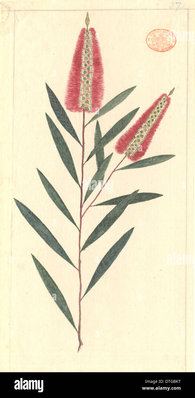 Callistemon linearifolius, bottlebrush Stock Photo - Alamy