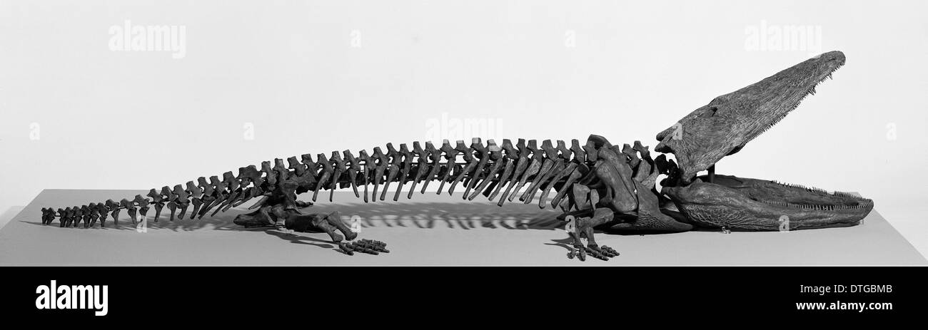 Diapsid reptile skull hi-res stock photography and images - Alamy