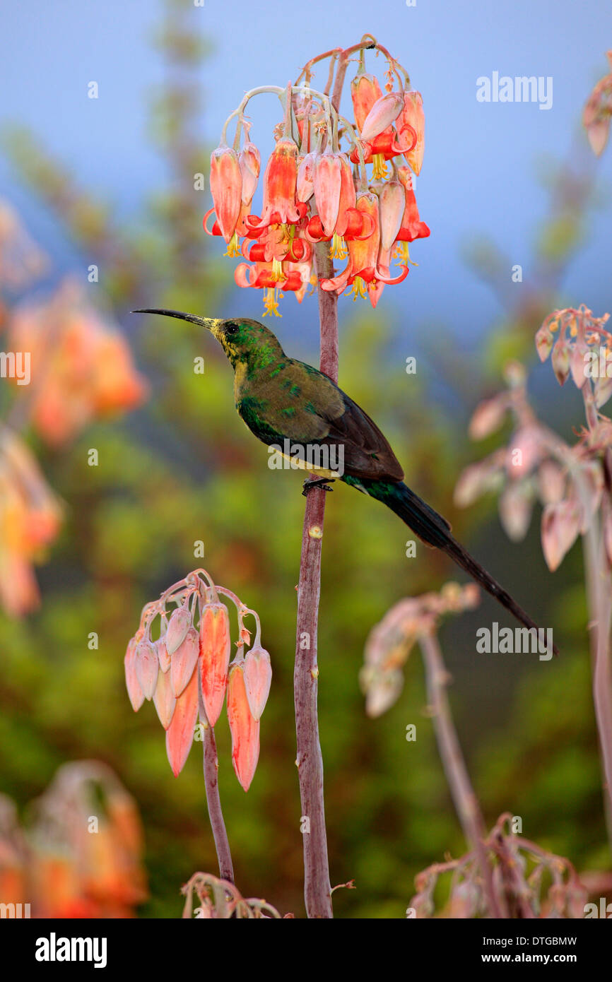 Nectarinia famosa hi-res stock photography and images - Alamy