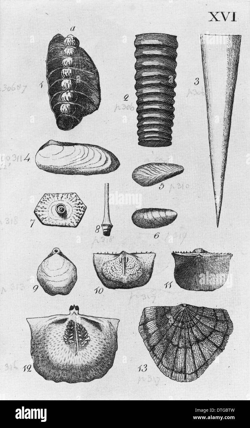 Molluscs shell Black and White Stock Photos & Images - Alamy