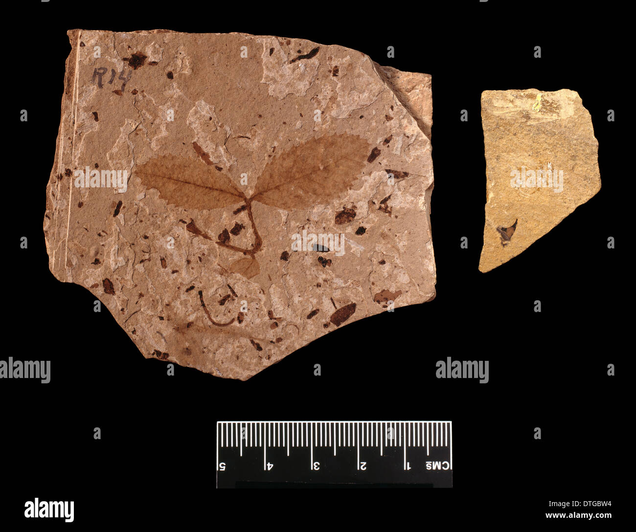 Angiosperm fossil hi-res stock photography and images - Alamy