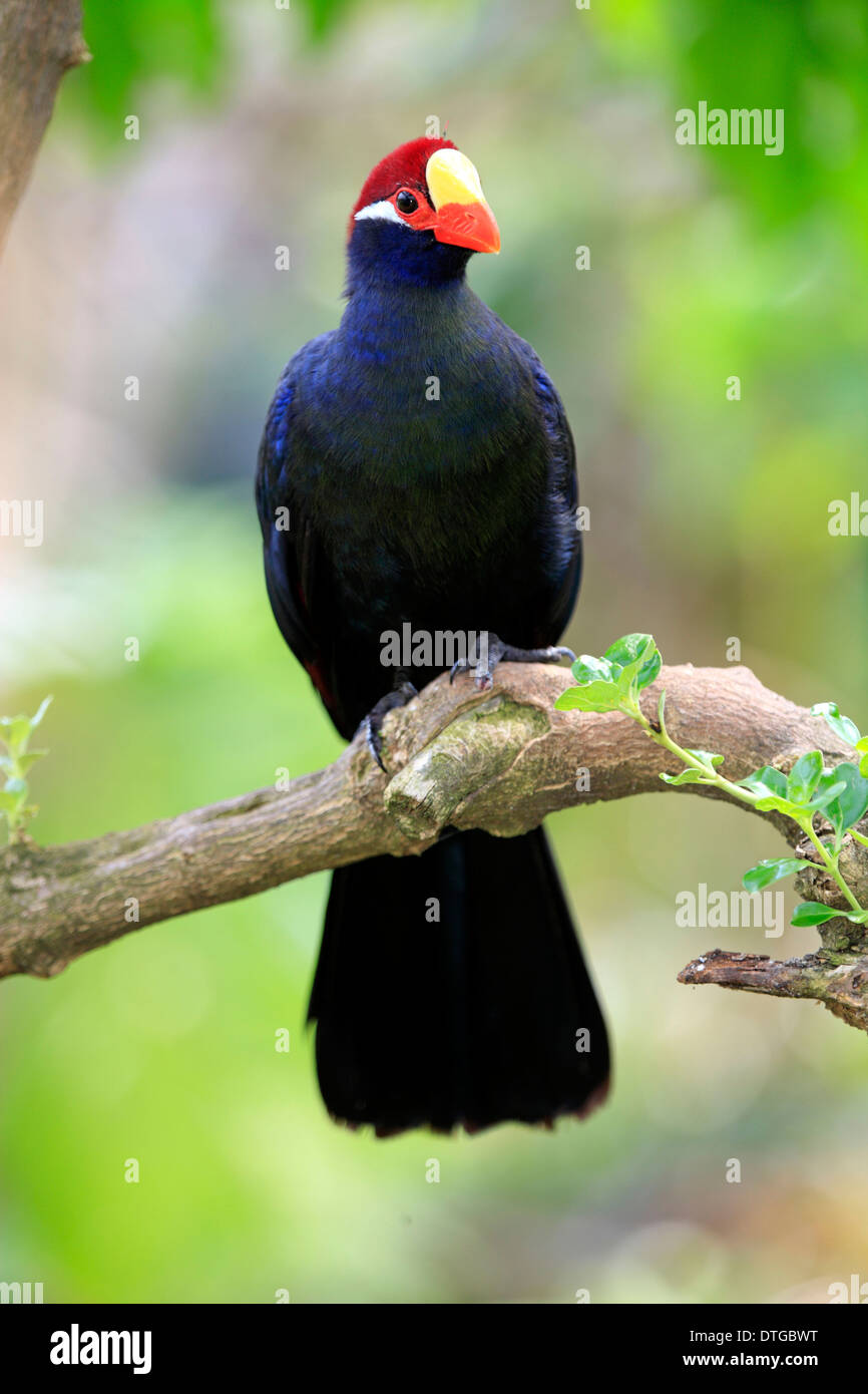 Violaceous Turaco / (Musophaga violacea) / Violet Turaco Stock Photo ...