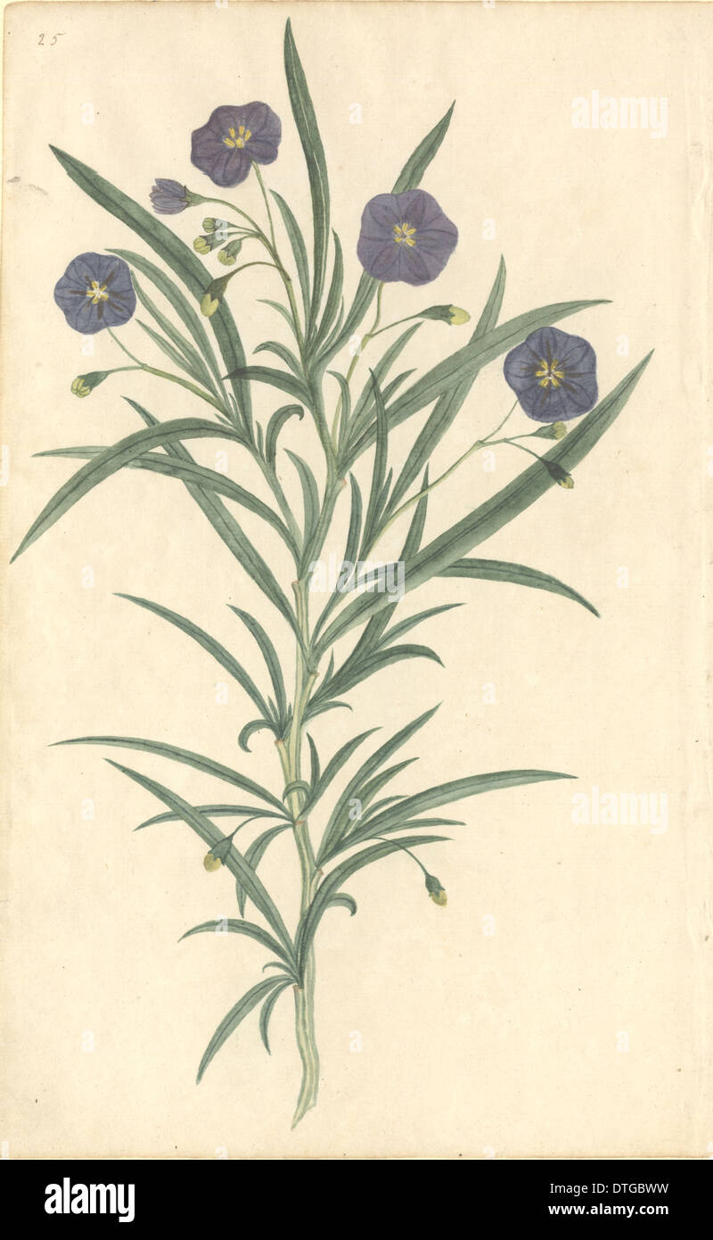 Flower illustration 18th century hi-res stock photography and images ...