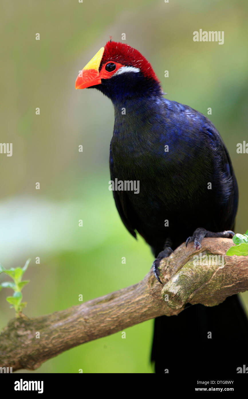 Violaceous Turaco / (Musophaga violacea) / Violet Turaco Stock Photo ...