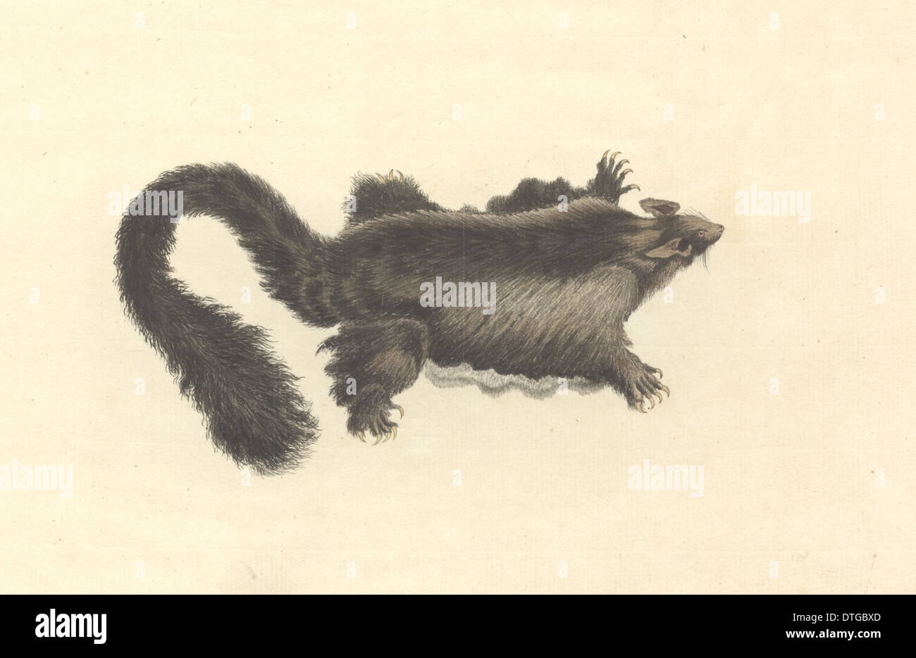 Yellow bellied glider hi-res stock photography and images - Alamy