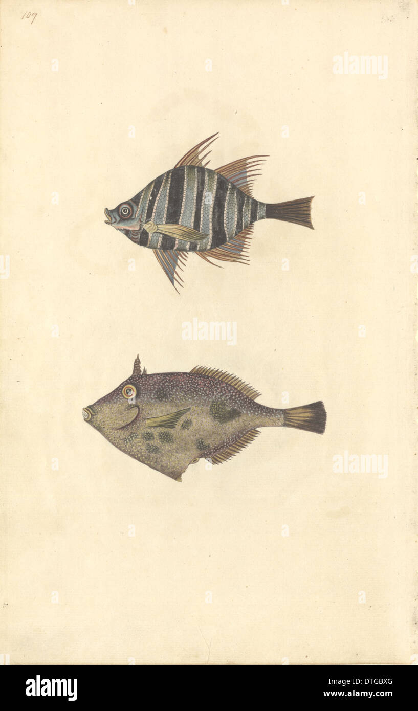 Drawing number 54 Stock Photo - Alamy