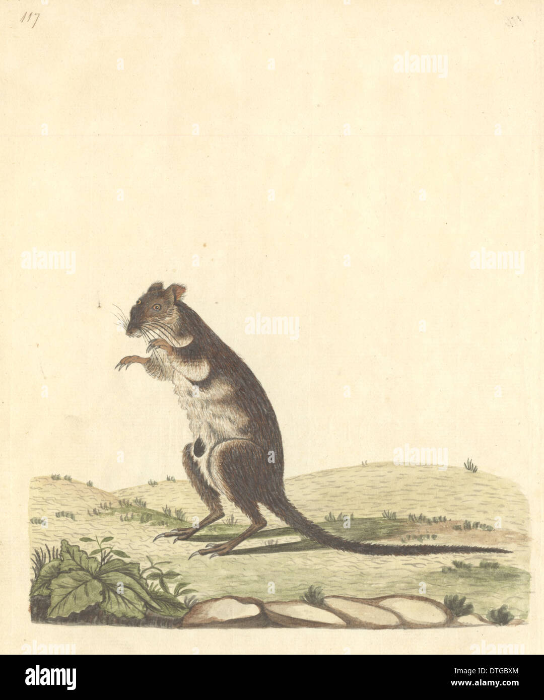 Potorous tridactylus, long-nosed potoroo Stock Photo - Alamy