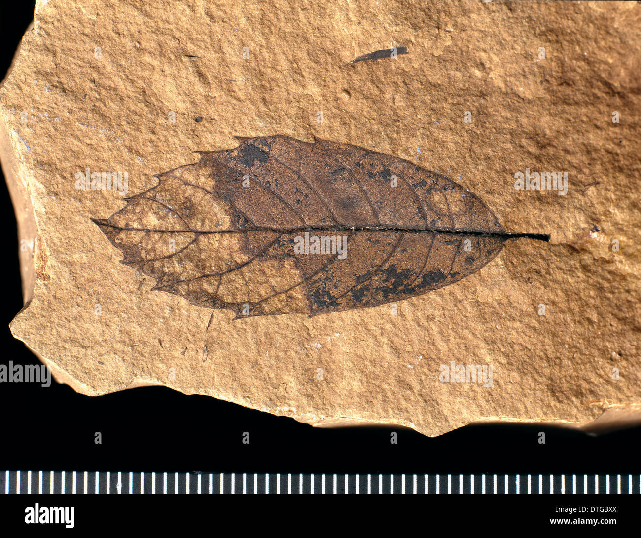 Angiosperm Fossil