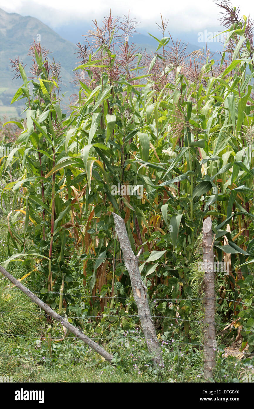 A corn field next to a barbed wire fence on a farm in Cotacachi ...