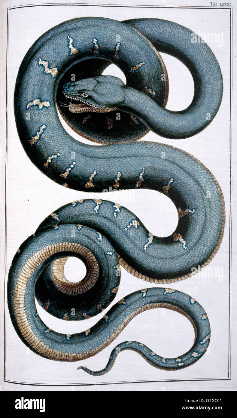 Snake illustration by Albertus Seba Stock Photo - Alamy