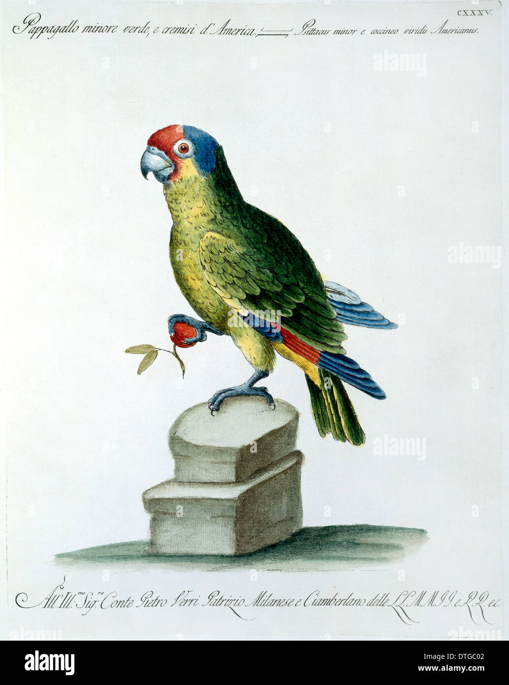 Aratinga wagleri minor, scarlet-fronted parakeet Stock Photo - Alamy