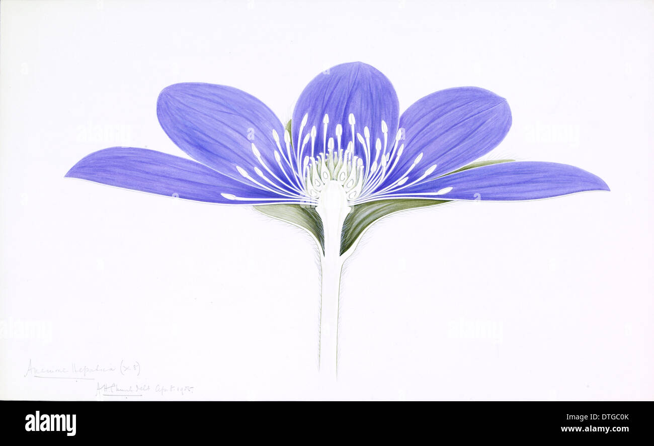 Hepatica drawing hi-res stock photography and images - Alamy