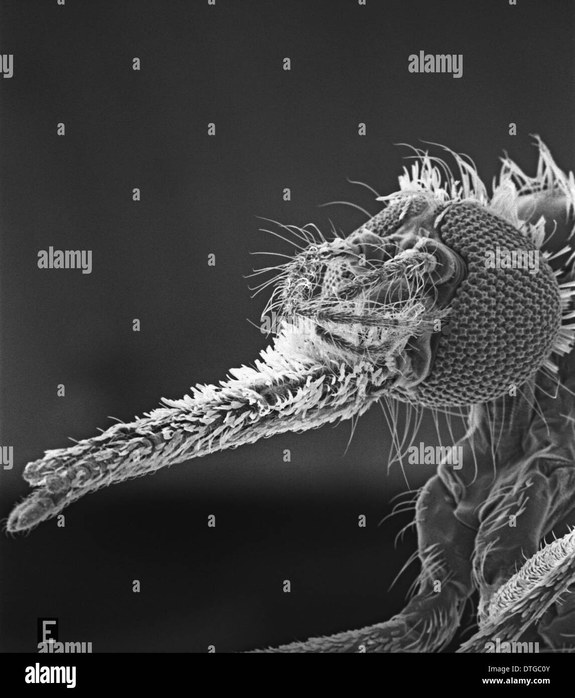 Anopheles mosquito female hi-res stock photography and images - Alamy