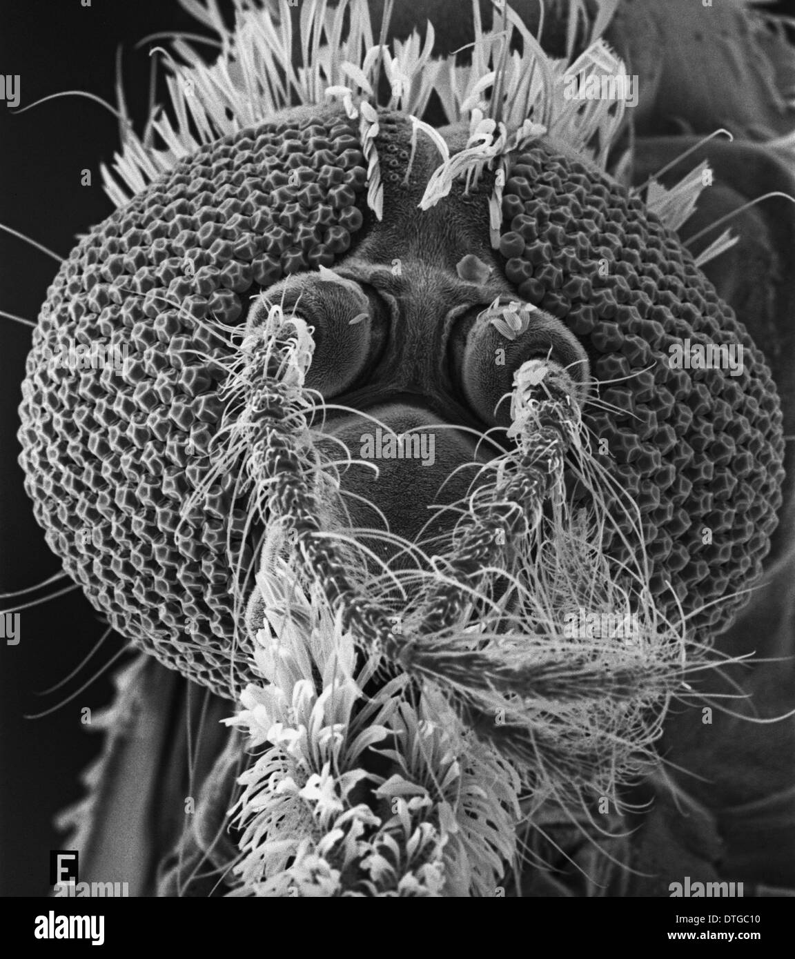 Anopheles hi-res stock photography and images - Alamy