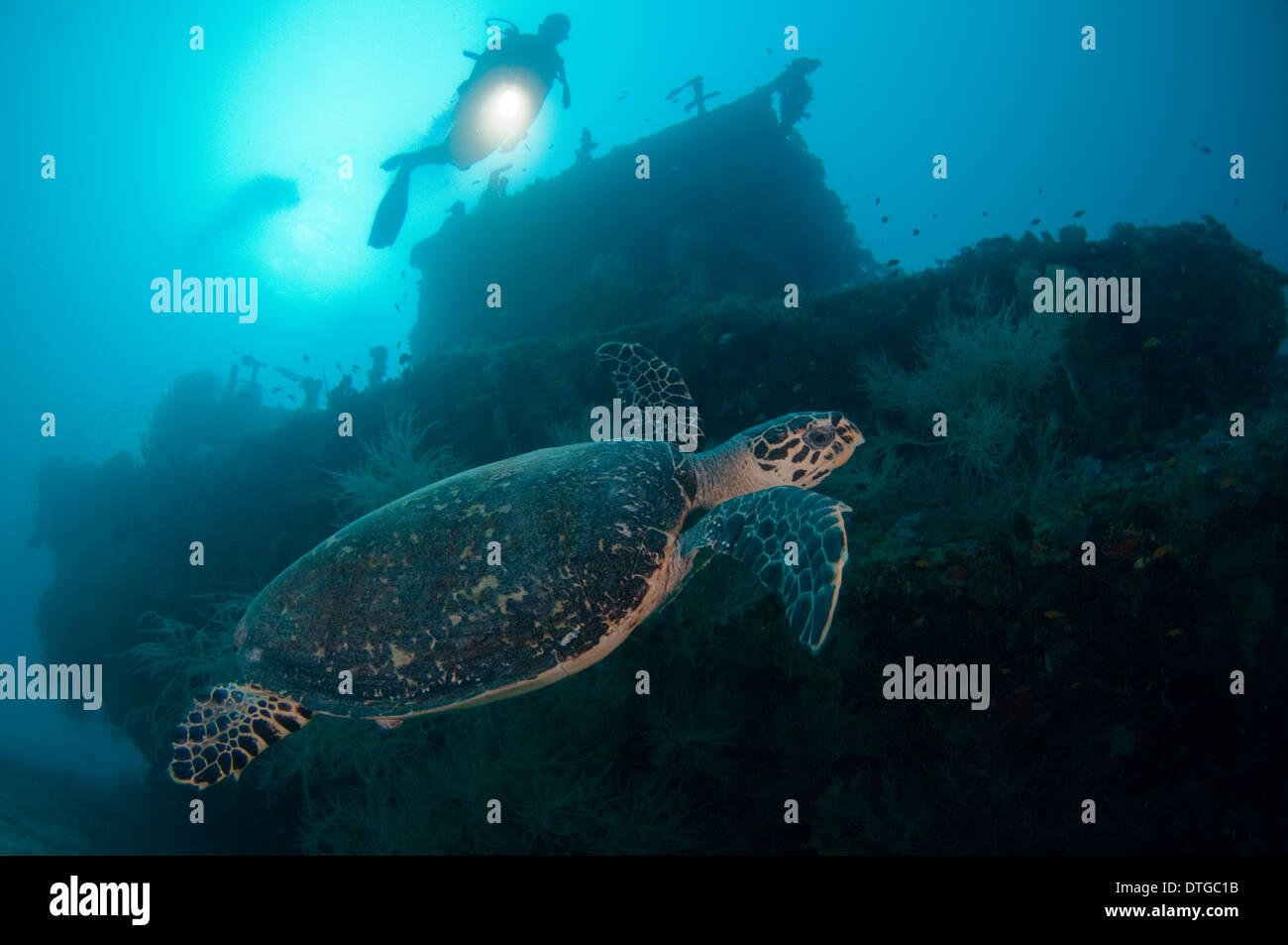 A critically endangered hawksbill sea turtle hi-res stock photography ...