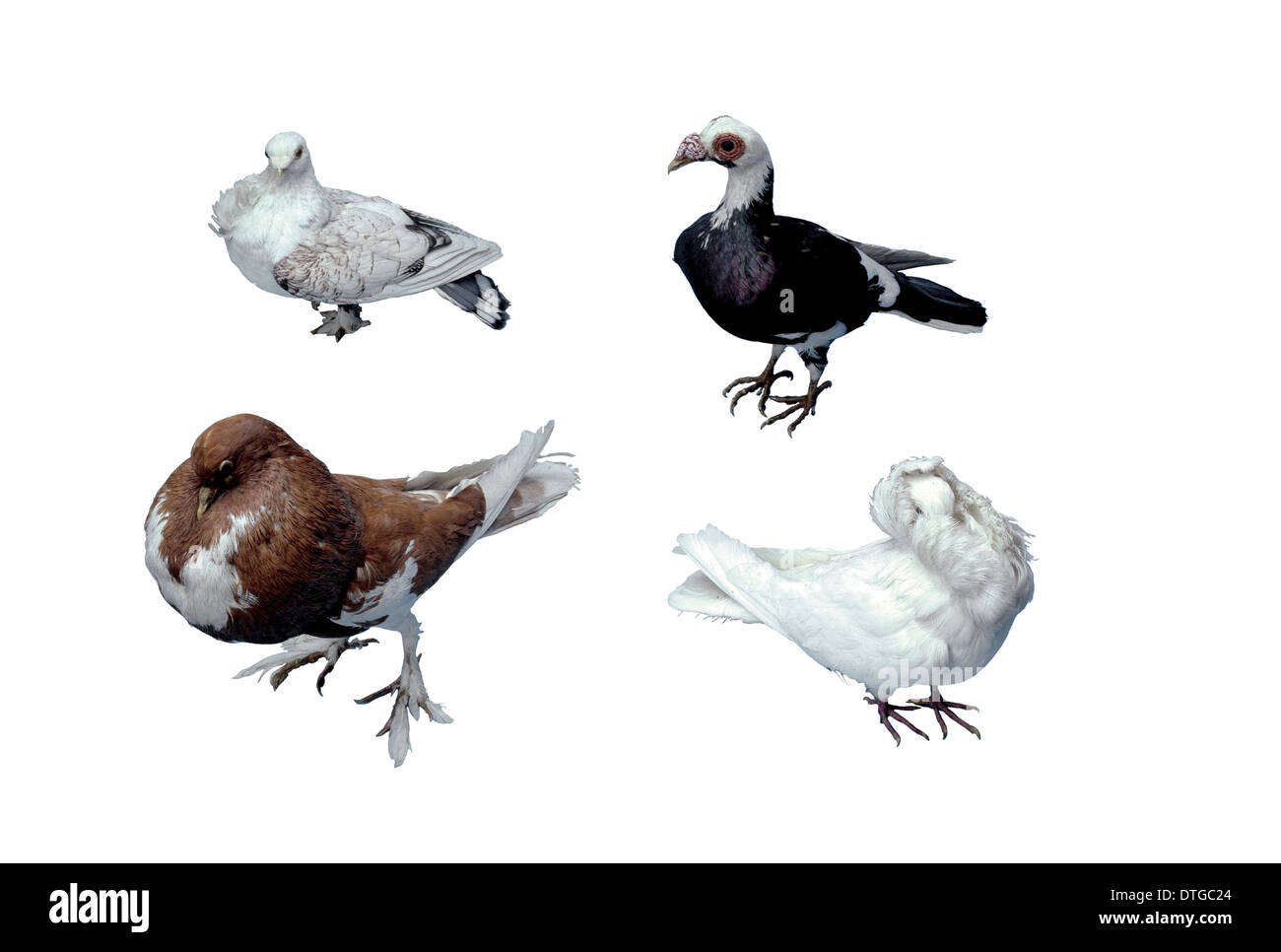 Pouter pigeons Cut Out Stock Images & Pictures - Alamy