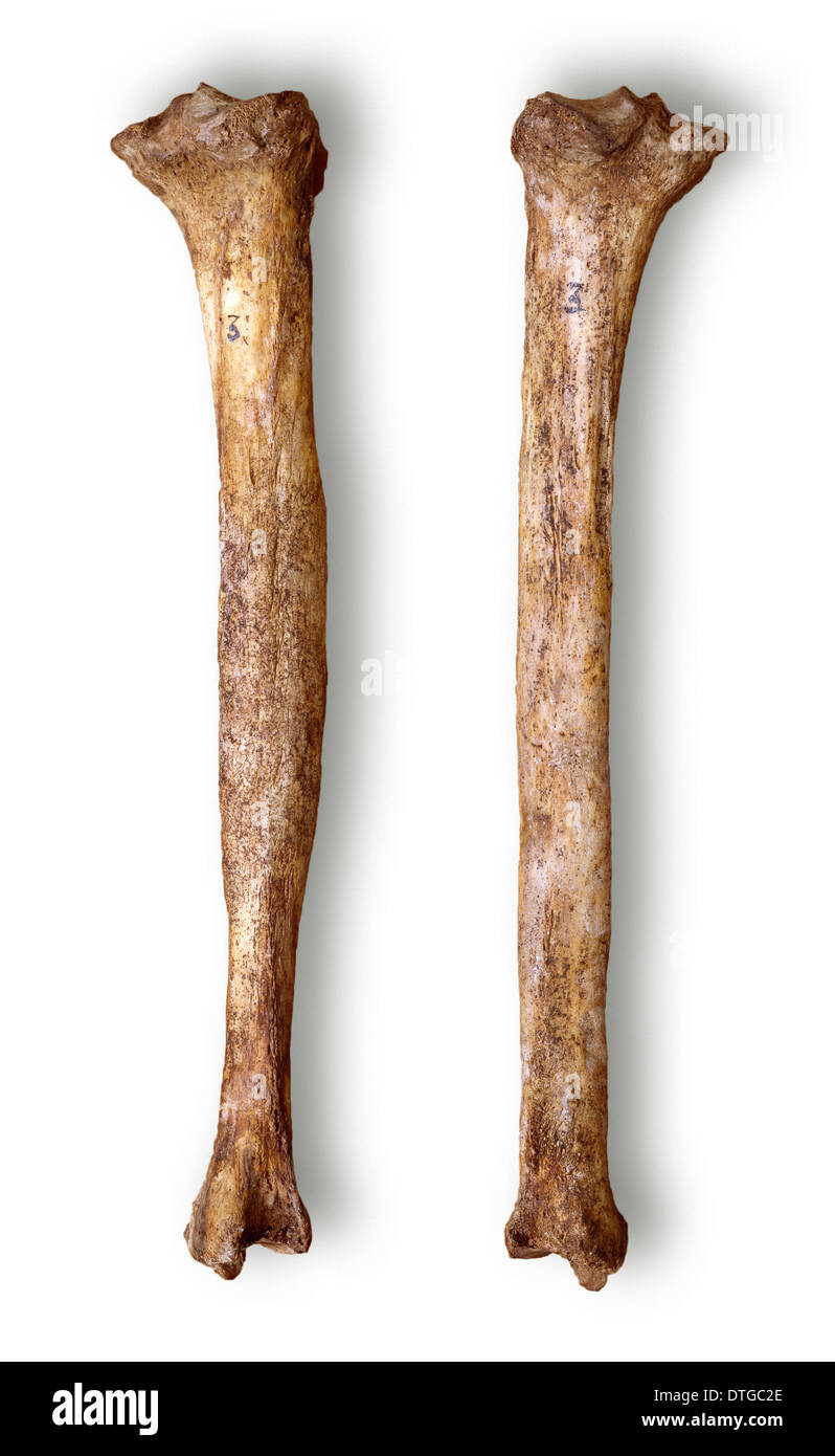 Tibia Cut Out Stock Images & Pictures - Alamy