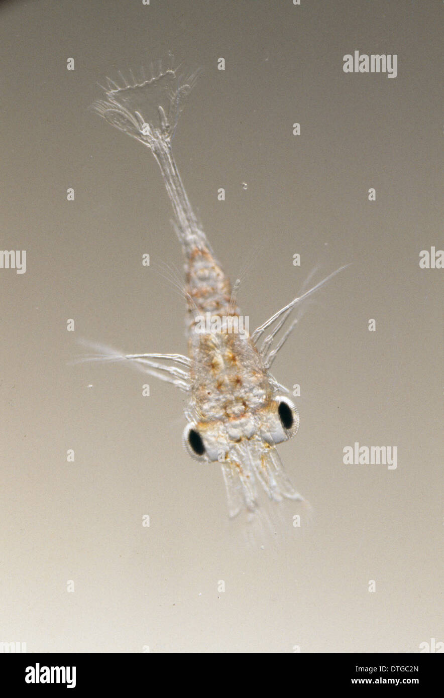 Shrimp larvae hi-res stock photography and images - Alamy