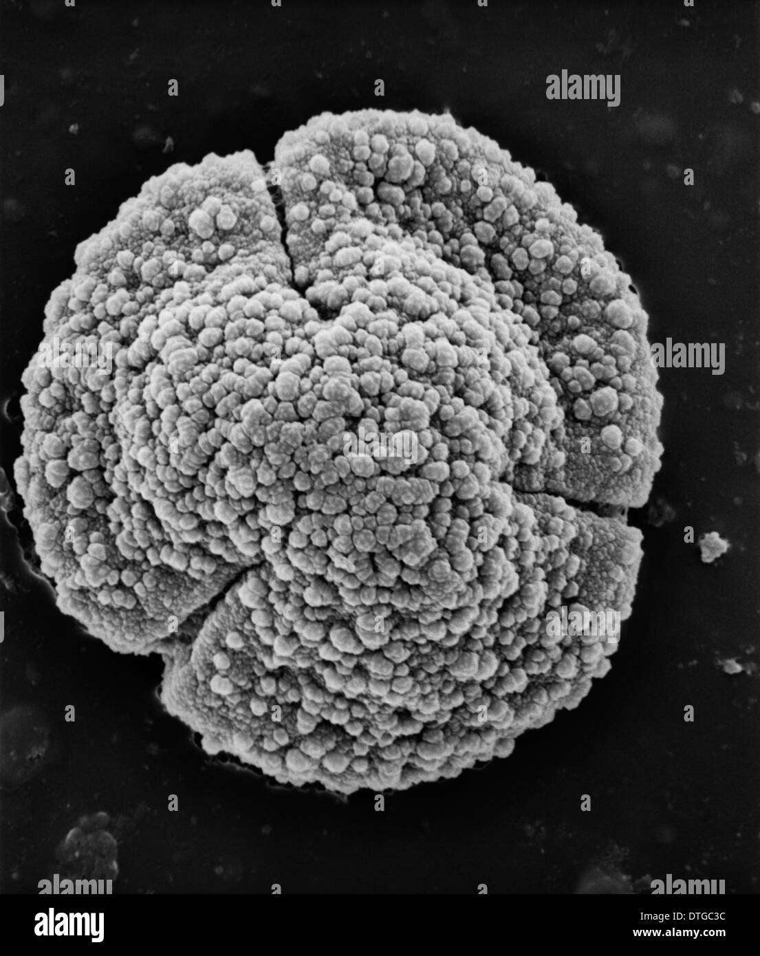 Pollen microscope oak hi-res stock photography and images - Alamy