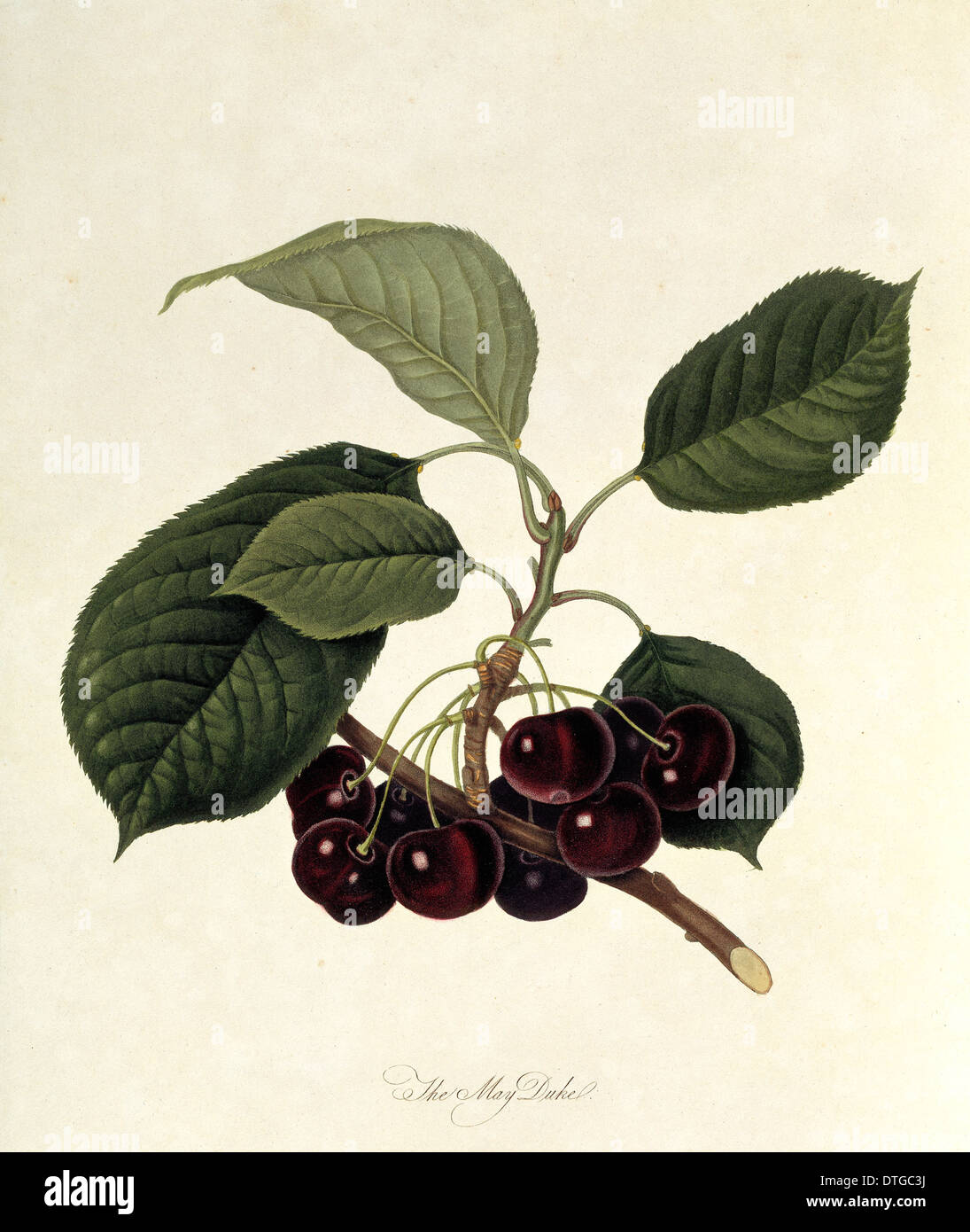 Prunus sp., cherry (The May Duke Cherry Stock Photo - Alamy