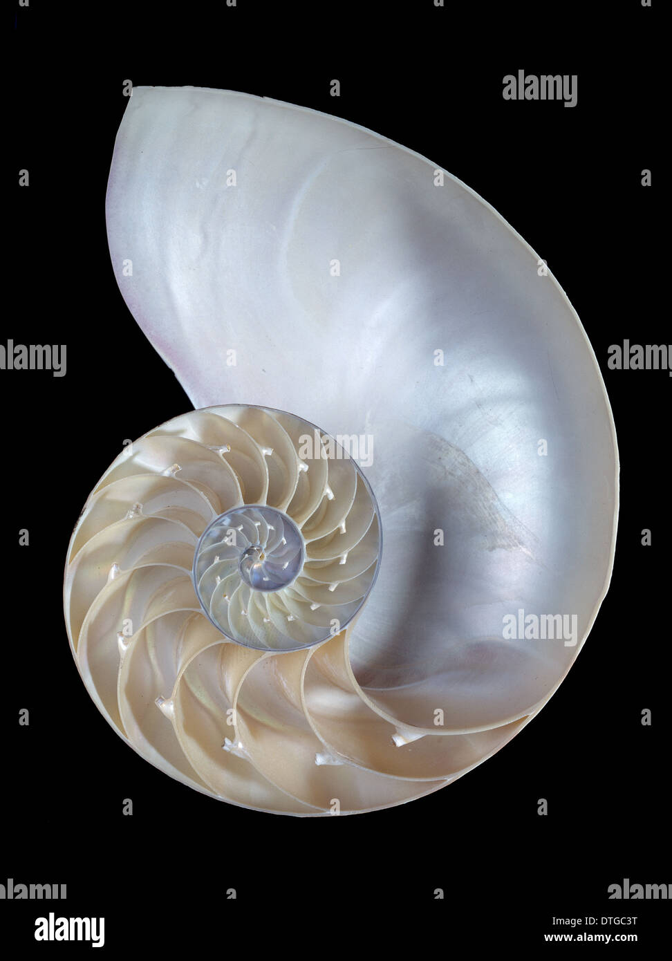 Nautilus pompilius, common nautilus Stock Photo - Alamy