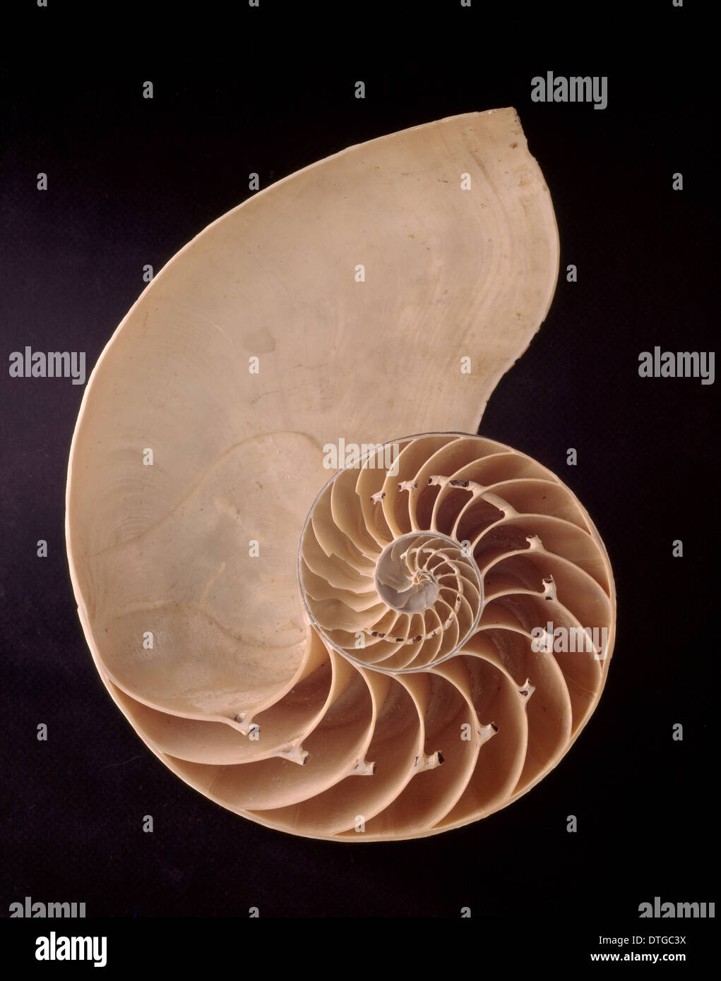 Nautilus pompilius, common nautilus Stock Photo - Alamy