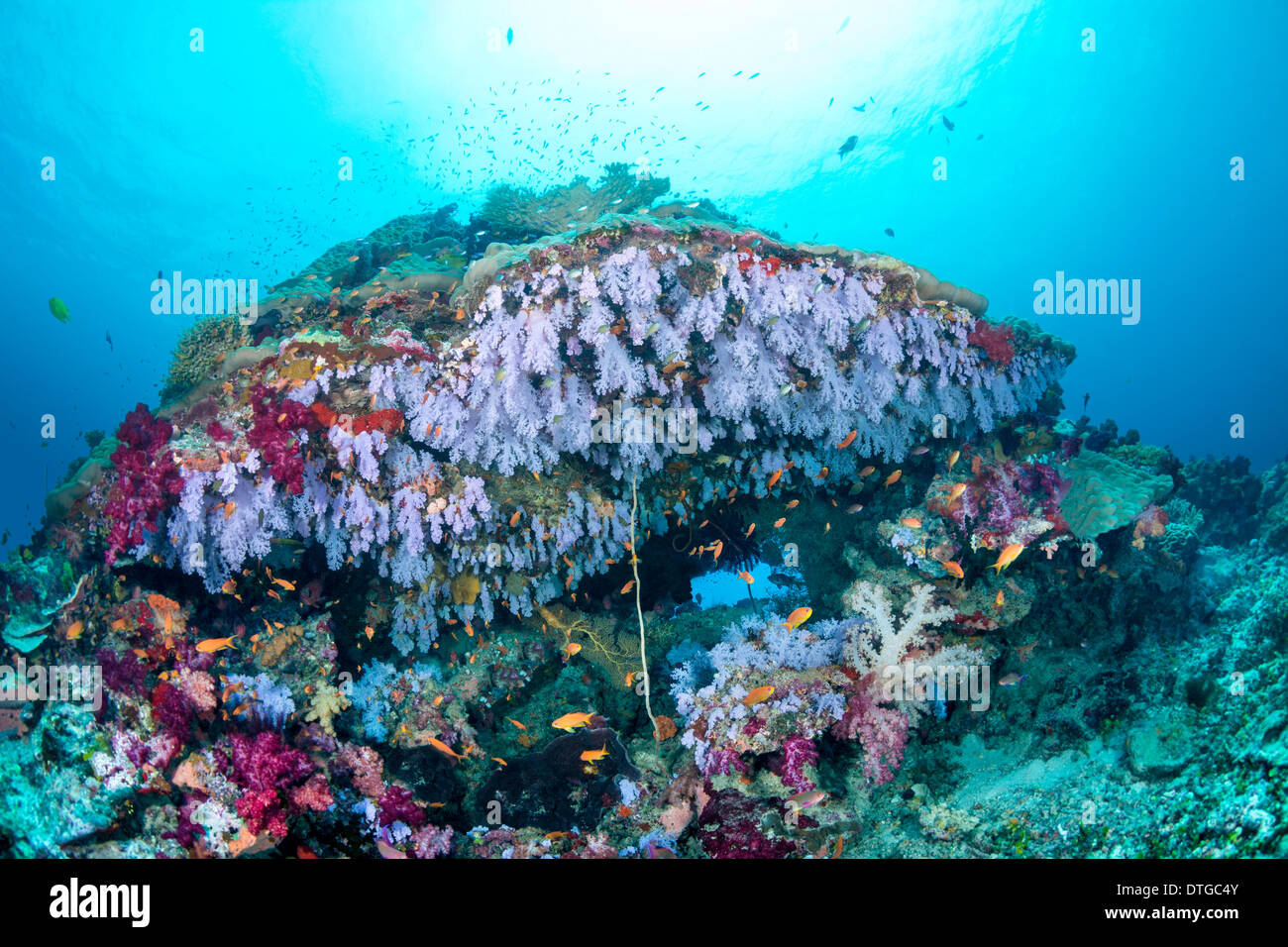 Hanging reef High Resolution Stock Photography and Images - Alamy