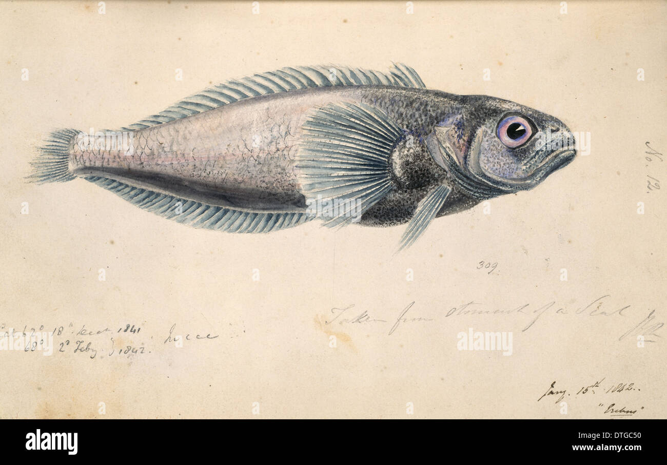 Antarctic fish illustration Stock Photo - Alamy