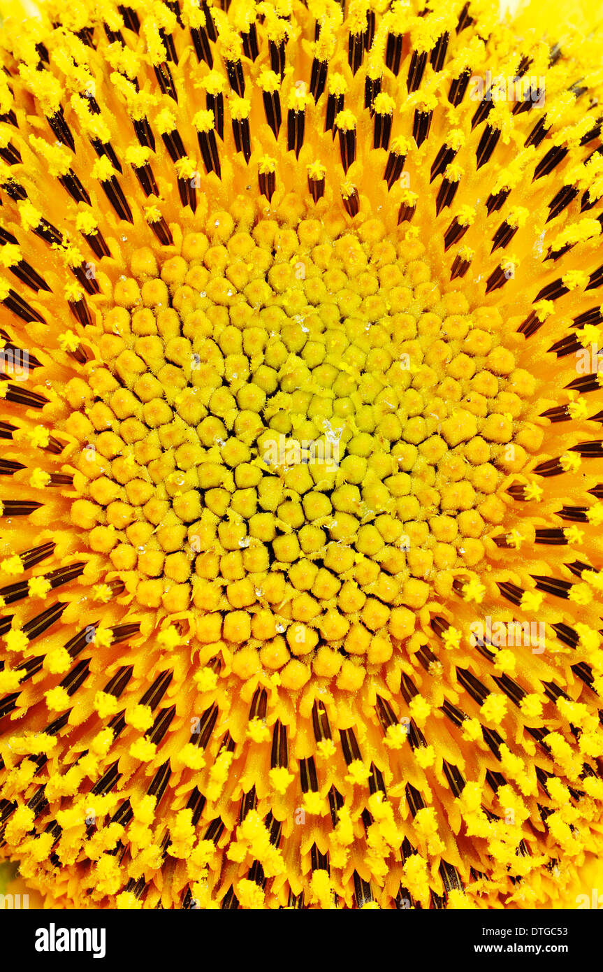 Sunflower (Helianthus annuus), blossom detail Stock Photo - Alamy