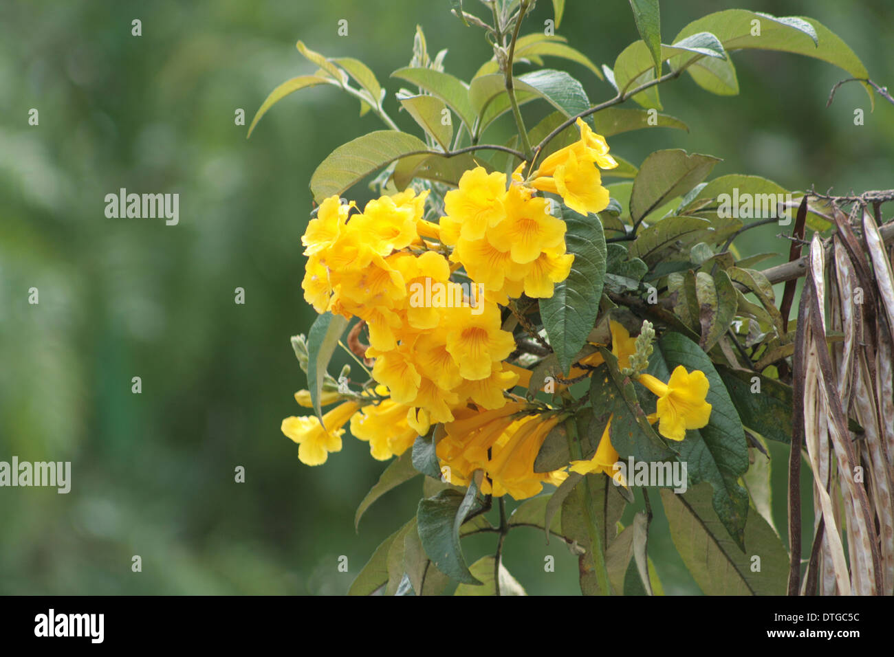 Flowers blooming on trees in Cotacachi, Ecuador Stock Photo - Alamy