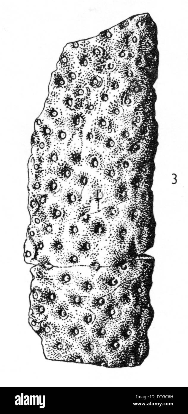 Stigmaria hi-res stock photography and images - Alamy