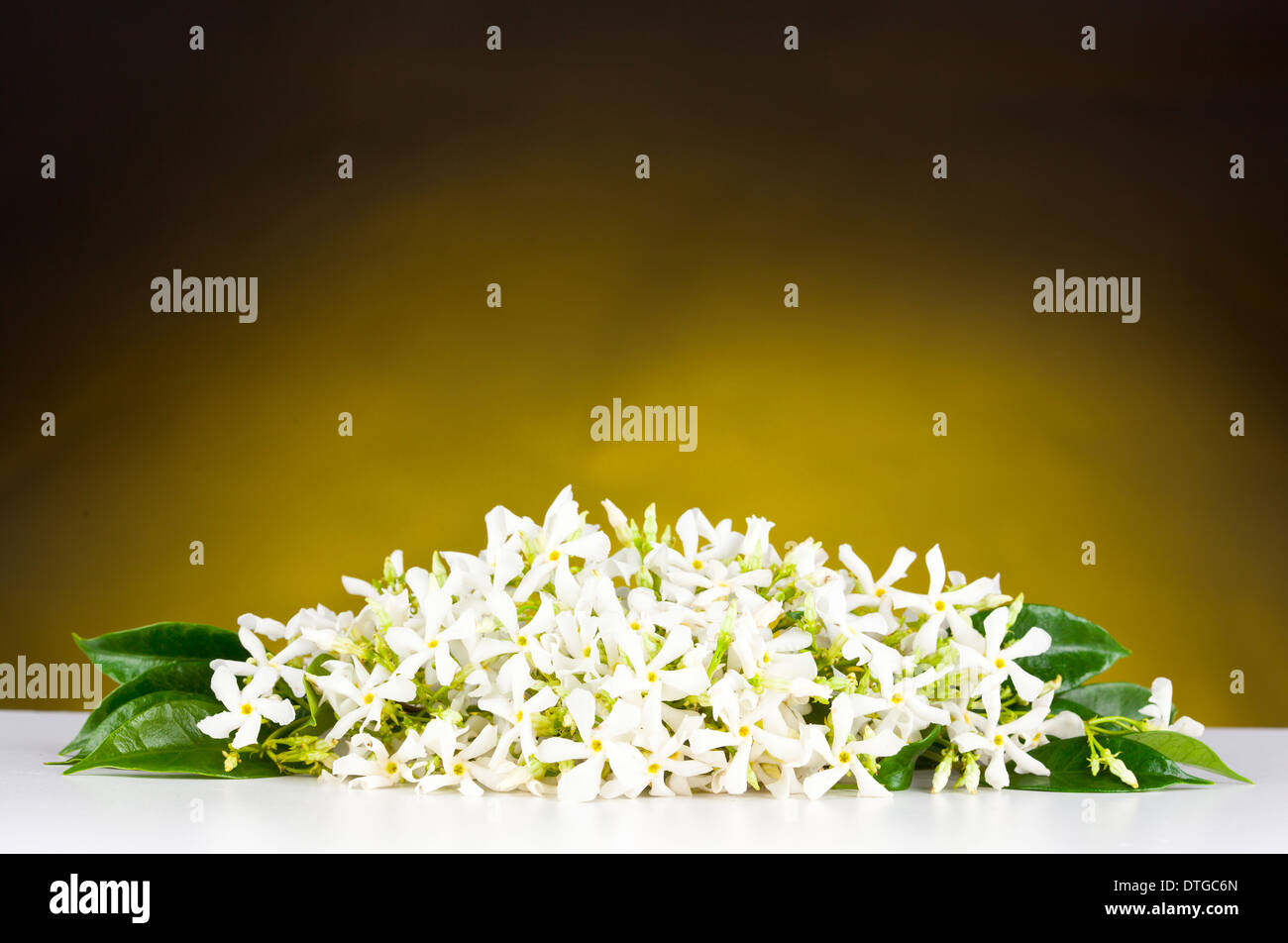 Jasmine flowers on white table and yellow background Stock Photo - Alamy