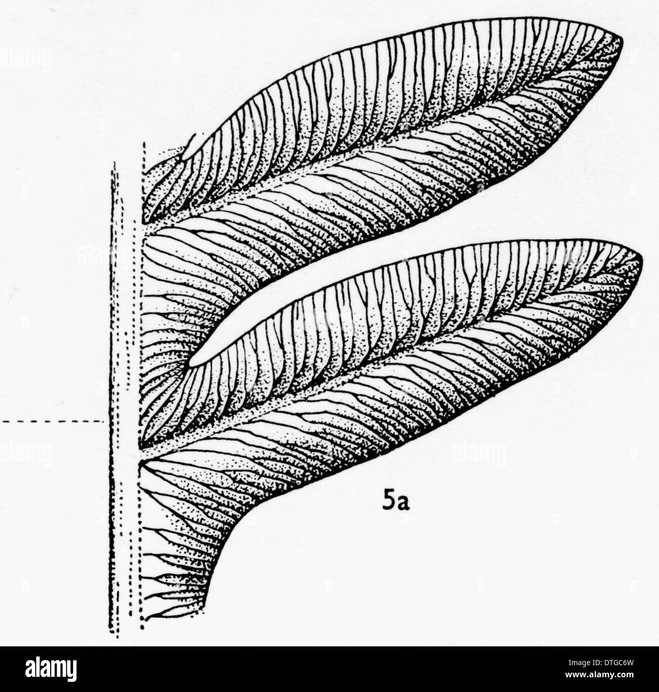 Pteridospermales hi-res stock photography and images - Alamy